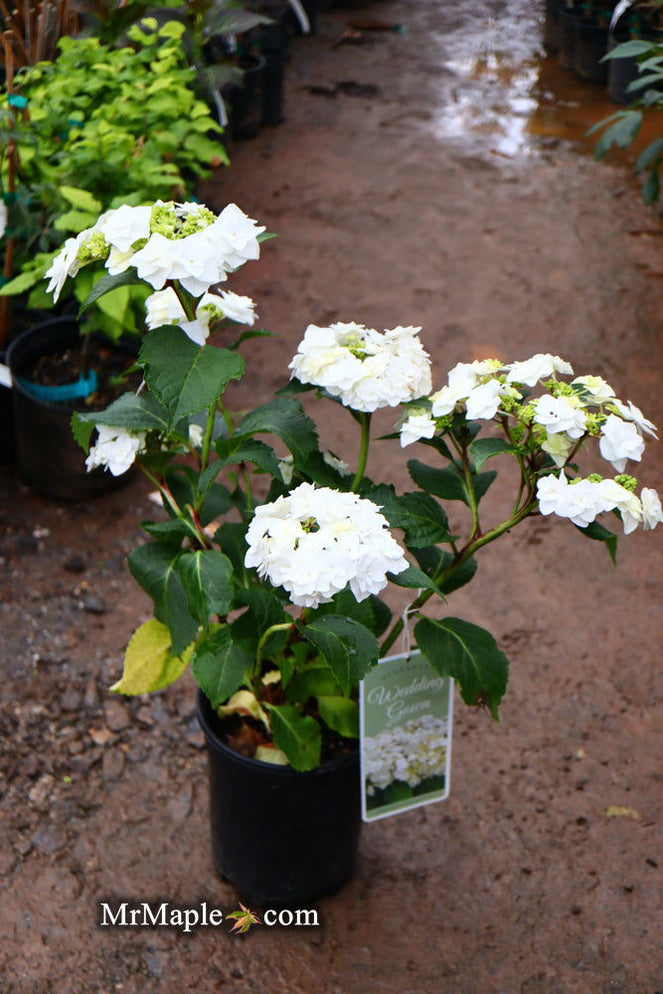 Hydrangea macrophylla ‘Dancing Snow’ Wedding Gown™ Hydrangea — Mr Maple ...