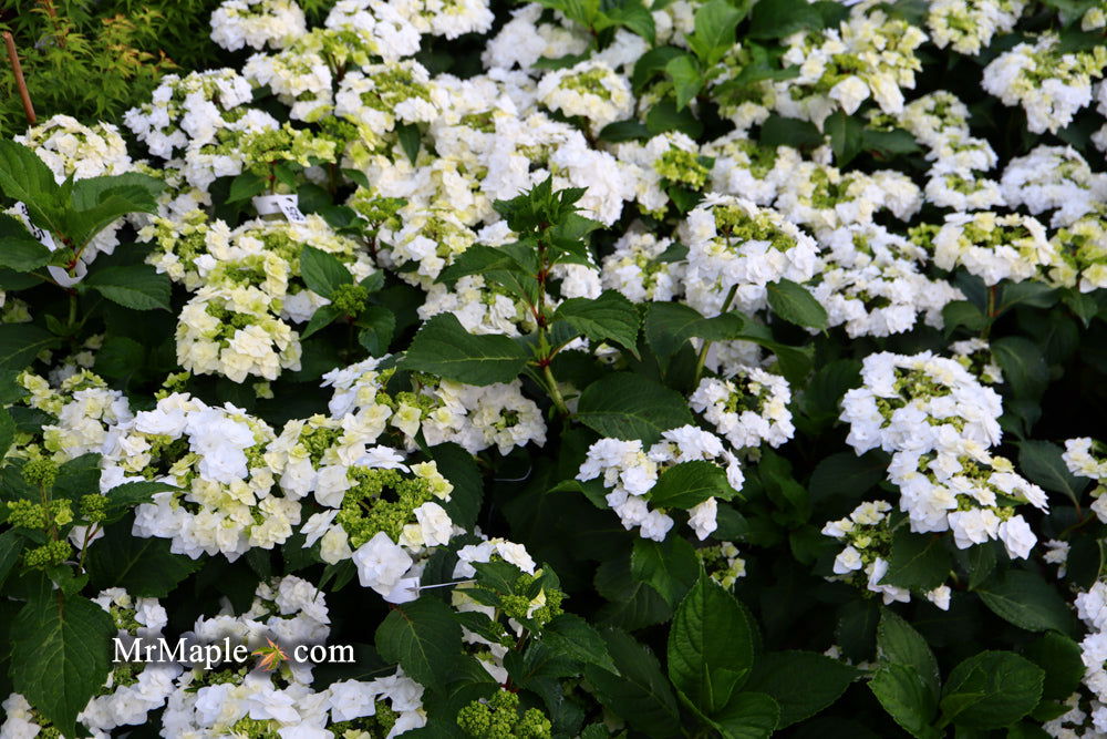 Hydrangea macrophylla ‘Dancing Snow’ Wedding Gown™ Hydrangea — Mr Maple ...