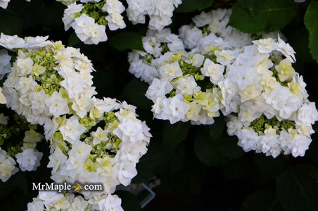 Hydrangea macrophylla ‘Dancing Snow’ Wedding Gown™ Hydrangea — Mr Maple ...