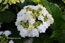 Hydrangea macrophylla ‘Dancing Snow’ Wedding Gown™ Hydrangea — Mr Maple ...