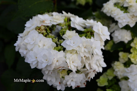 Hydrangea macrophylla ‘Dancing Snow’ Wedding Gown™ Hydrangea — Mr Maple ...