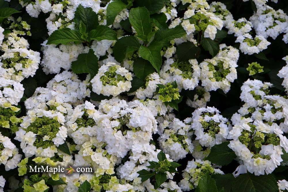Hydrangea macrophylla ‘Dancing Snow’ Wedding Gown™ Hydrangea — Mr Maple ...