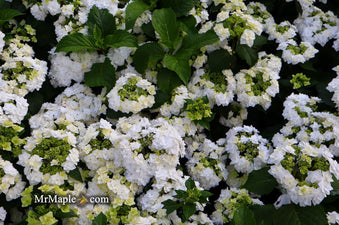 Hydrangea macrophylla ‘Dancing Snow’ Wedding Gown™ Hydrangea — Mr Maple ...