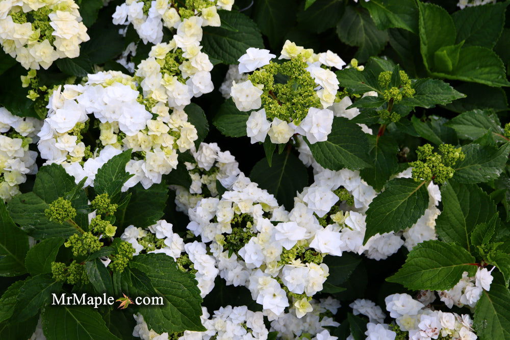 Hydrangea macrophylla ‘Dancing Snow’ Wedding Gown™ Hydrangea — Mr Maple ...