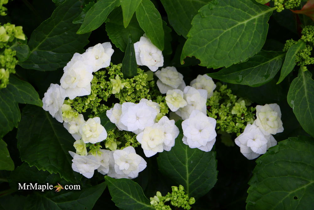 Hydrangea macrophylla ‘Dancing Snow’ Wedding Gown™ Hydrangea — Mr Maple ...