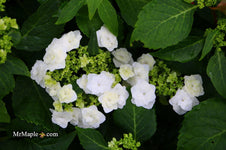 Hydrangea macrophylla ‘Dancing Snow’ Wedding Gown™ Hydrangea — Mr Maple ...