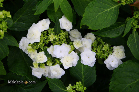 Hydrangea macrophylla ‘Dancing Snow’ Wedding Gown™ Hydrangea — Mr Maple ...