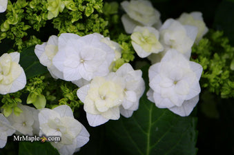 Hydrangea macrophylla ‘Dancing Snow’ Wedding Gown™ Hydrangea — Mr Maple ...