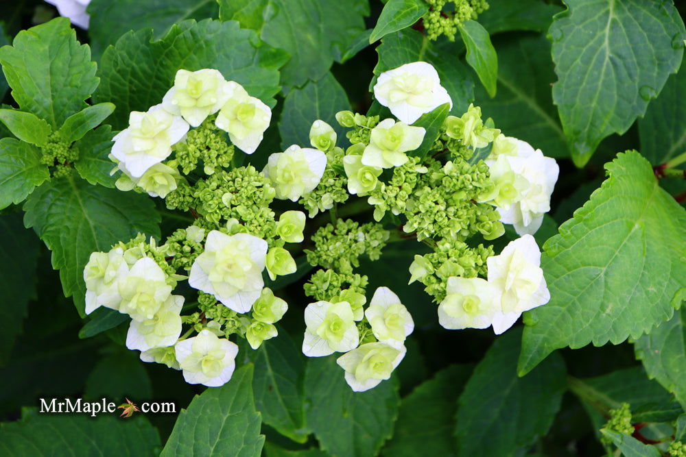 Hydrangea macrophylla ‘Dancing Snow’ Wedding Gown™ Hydrangea — Mr Maple ...