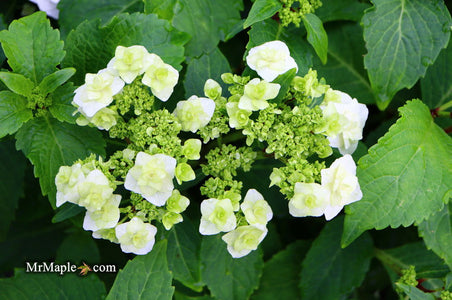 Hydrangea macrophylla ‘Dancing Snow’ Wedding Gown™ Hydrangea — Mr Maple ...
