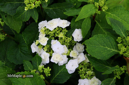 Hydrangea macrophylla ‘Dancing Snow’ Wedding Gown™ Hydrangea — Mr Maple ...