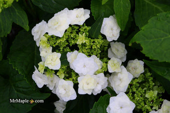 Hydrangea macrophylla ‘Dancing Snow’ Wedding Gown™ Hydrangea — Mr Maple ...