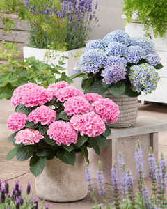 Buy Hydrangea macrophylla ‘Elizabeth Ashley’ Hydrangea Floral Bloom ...