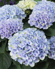 Buy Hydrangea macrophylla ‘Elizabeth Ashley’ Hydrangea Floral Bloom ...