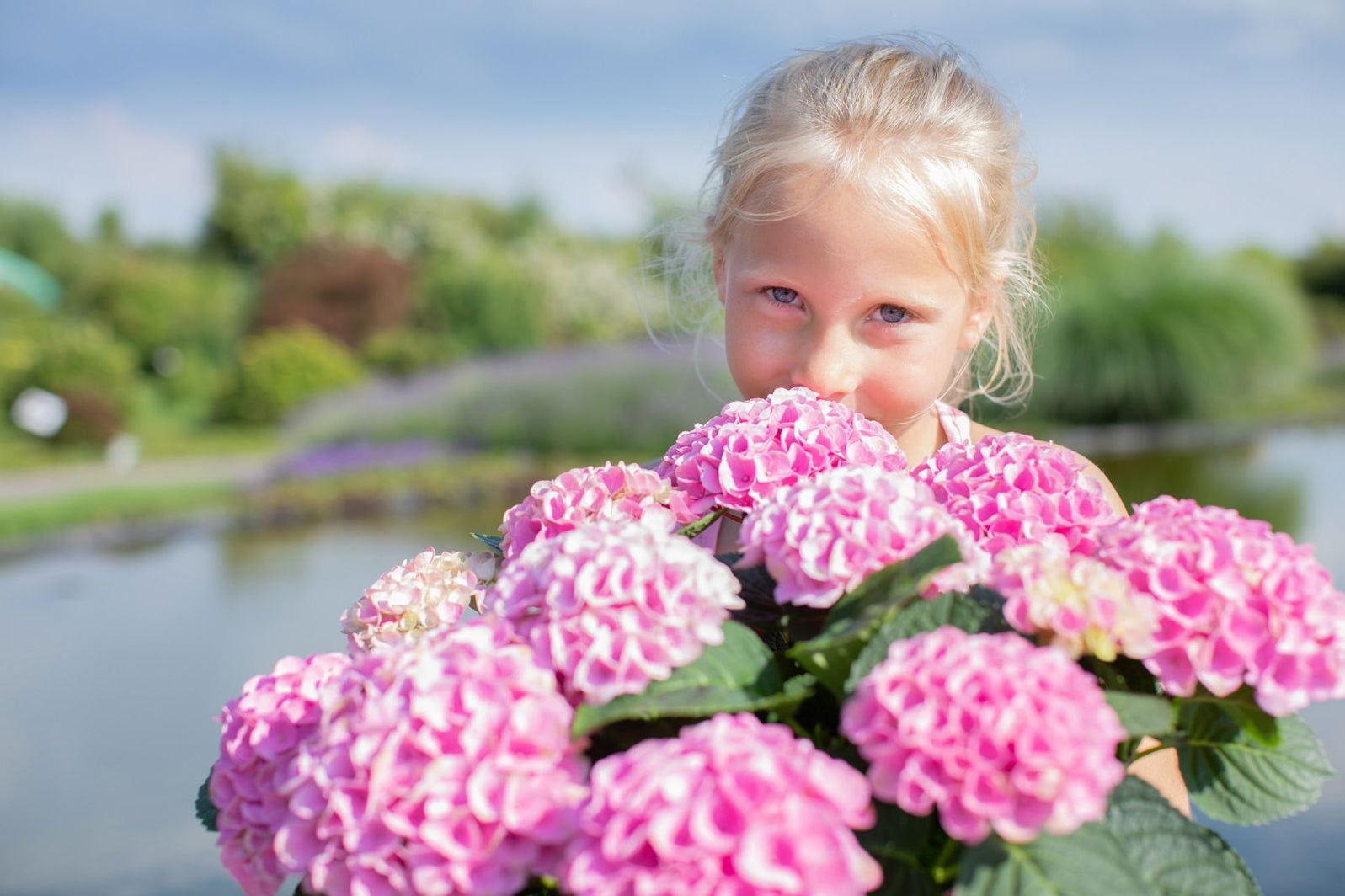 Buy Hydrangea macrophylla ‘Elizabeth Ashley’ Hydrangea Floral Bloom ...