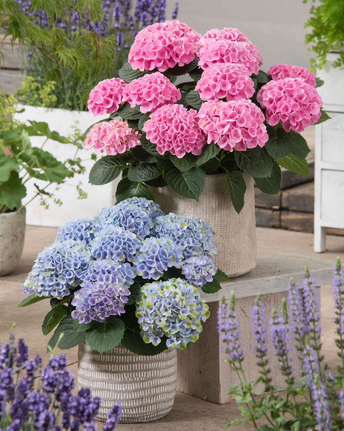 Buy Hydrangea macrophylla ‘Elizabeth Ashley’ Hydrangea Floral Bloom ...