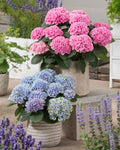 Buy Hydrangea macrophylla ‘Elizabeth Ashley’ Hydrangea Floral Bloom ...