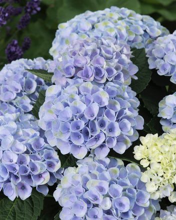 Buy Hydrangea macrophylla ‘Elizabeth Ashley’ Hydrangea Floral Bloom ...