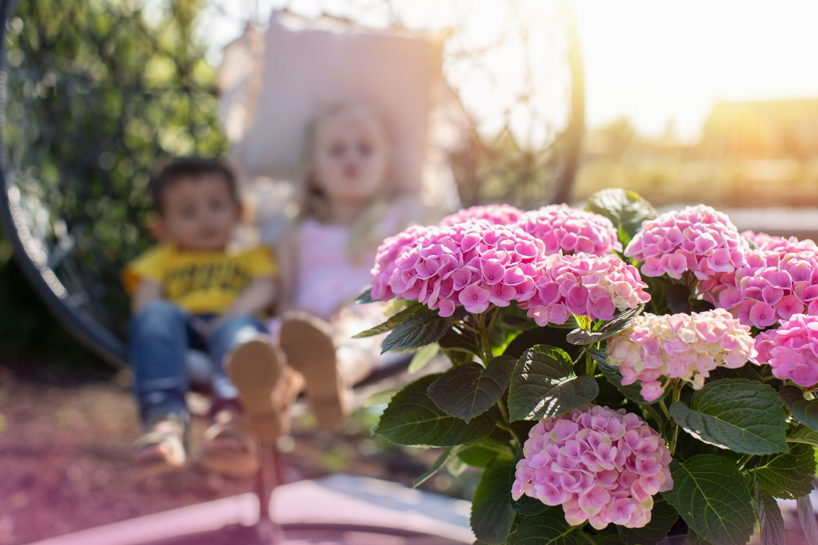 Buy Hydrangea macrophylla ‘Elizabeth Ashley’ Hydrangea Floral Bloom ...