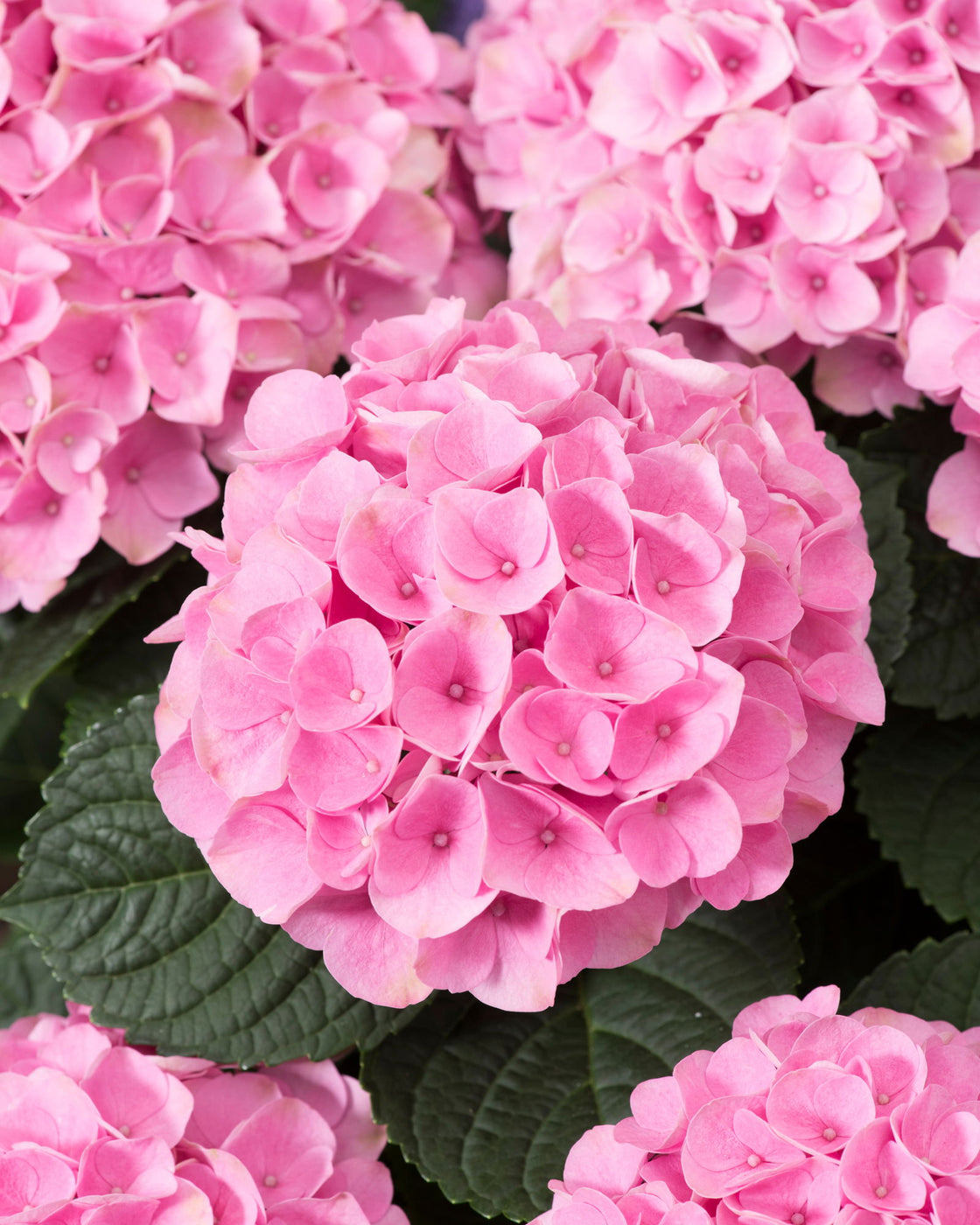 Buy Hydrangea macrophylla ‘Elizabeth Ashley’ Hydrangea Floral Bloom ...