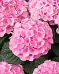 Buy Hydrangea macrophylla ‘Elizabeth Ashley’ Hydrangea Floral Bloom ...