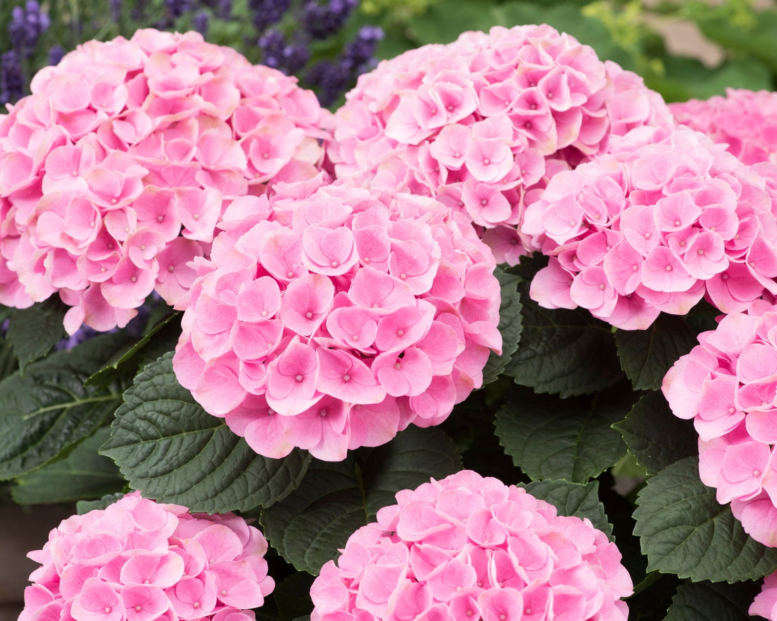 Buy Hydrangea macrophylla ‘Elizabeth Ashley’ Hydrangea Floral Bloom ...