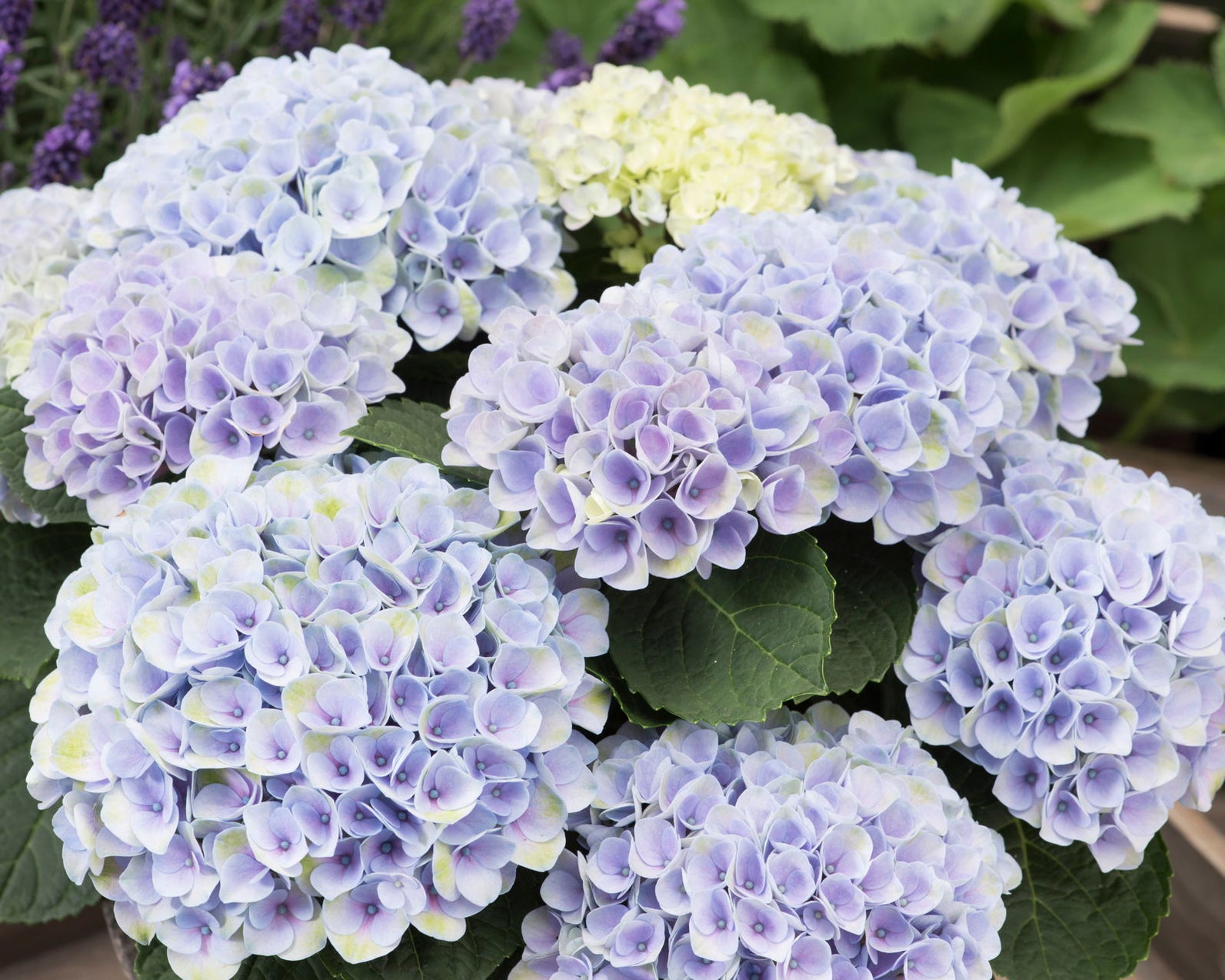 Buy Hydrangea macrophylla ‘Elizabeth Ashley’ Hydrangea Floral Bloom ...