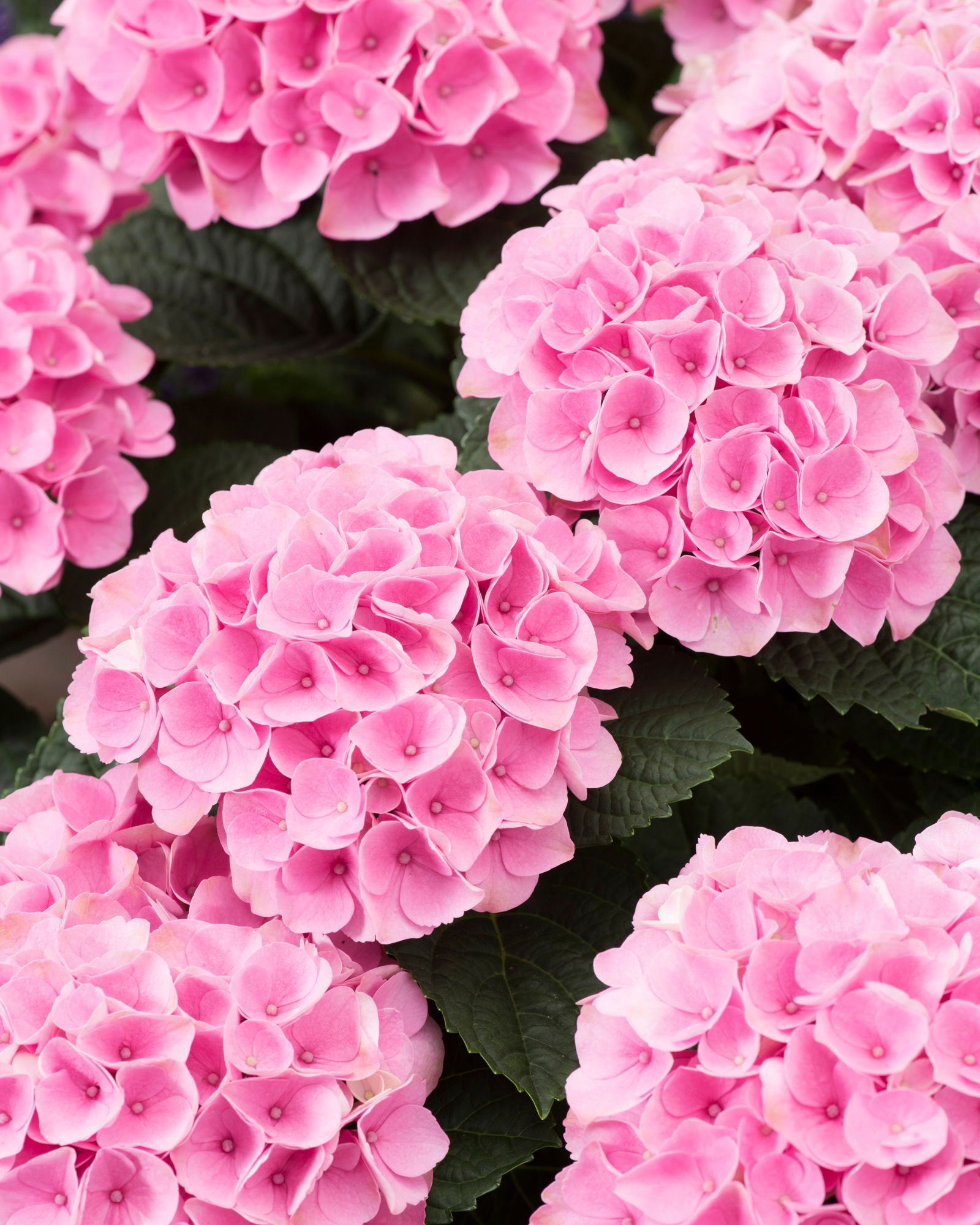 Buy Hydrangea macrophylla ‘Elizabeth Ashley’ Hydrangea Floral Bloom ...