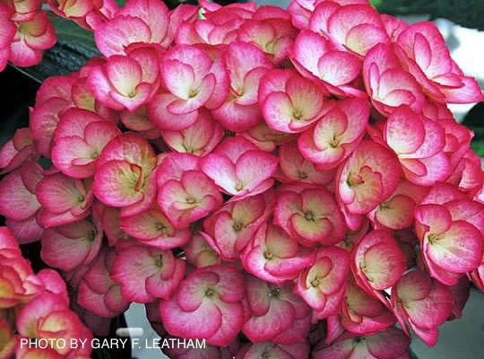 Buy Hydrangea macrophylla 'Firefly' Multicolor Blooms — Mr Maple │ Buy ...