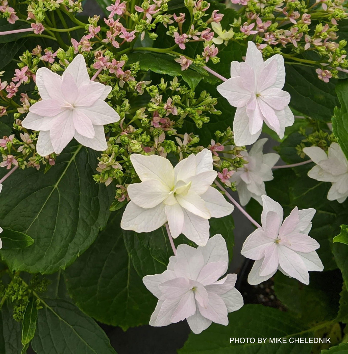 Hydrangea macrophylla 'Fuji Waterfall’ Hydrangea — Mr Maple │ Buy ...