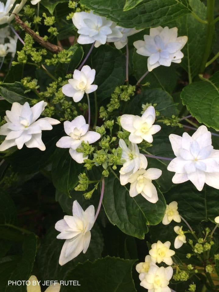 Hydrangea macrophylla 'Fuji Waterfall’ Hydrangea — Mr Maple │ Buy ...