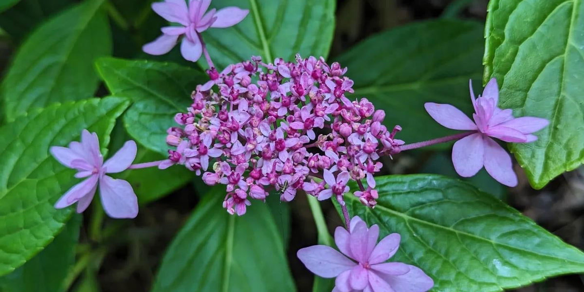 Buy Hydrangea macrophylla 'Izu-no-hana' Hydrangea Mulitcolor Bloom ...
