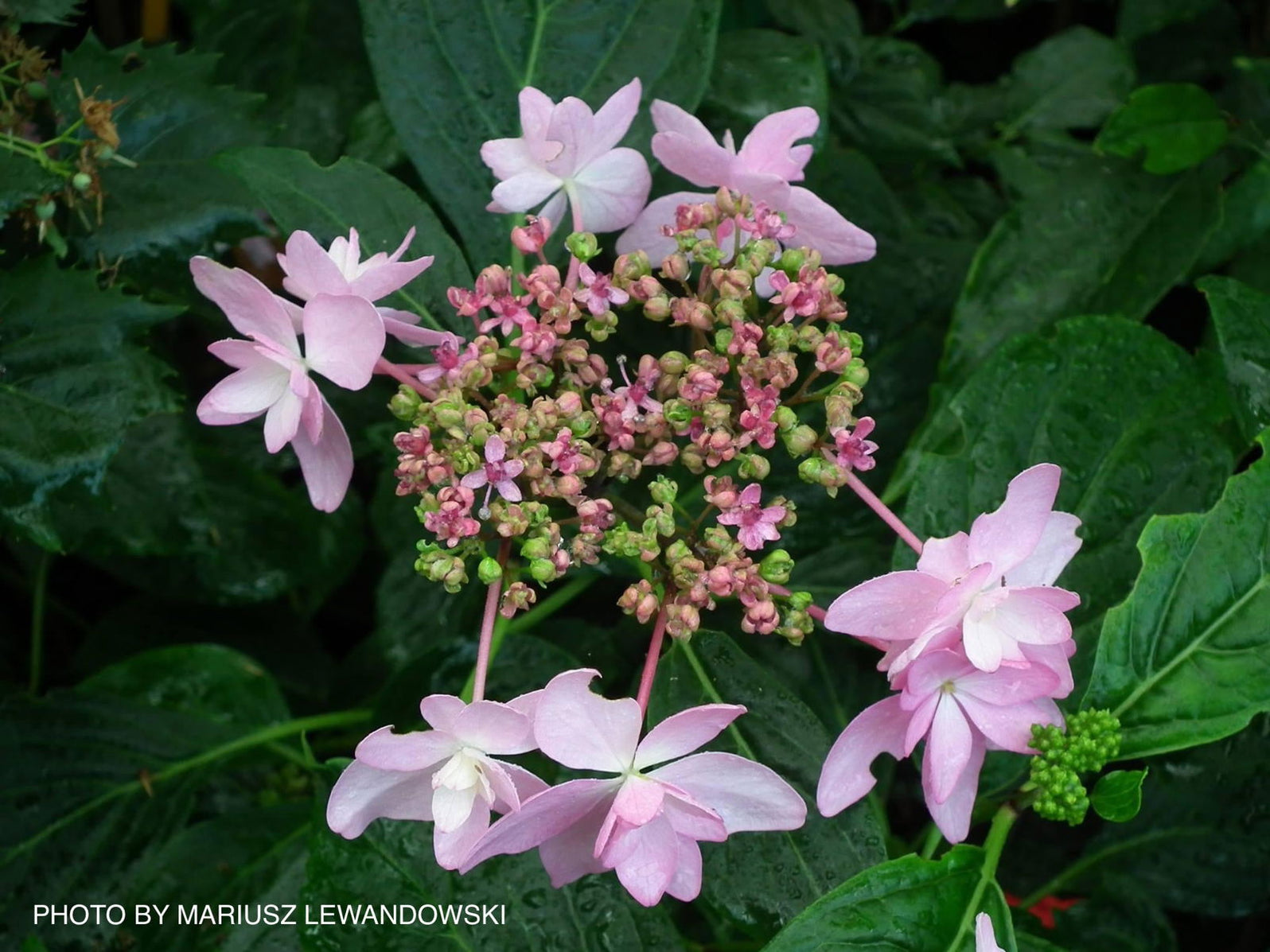 Buy Hydrangea macrophylla 'Izu-no-hana' Hydrangea Mulitcolor Bloom ...