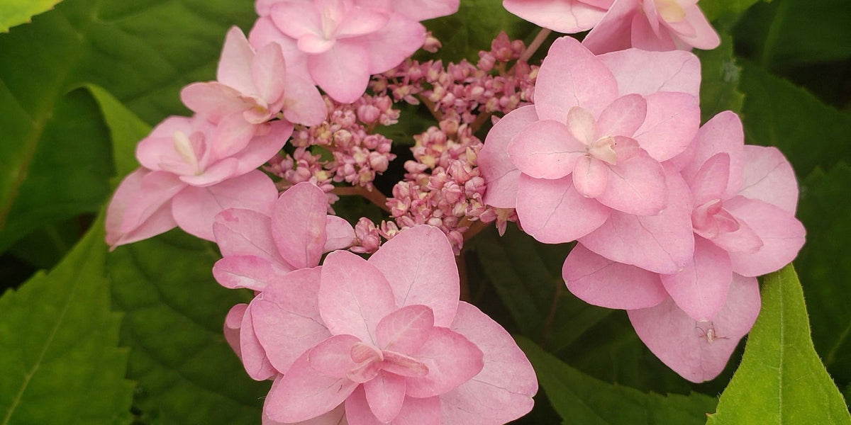 lacecap hydrangea pink