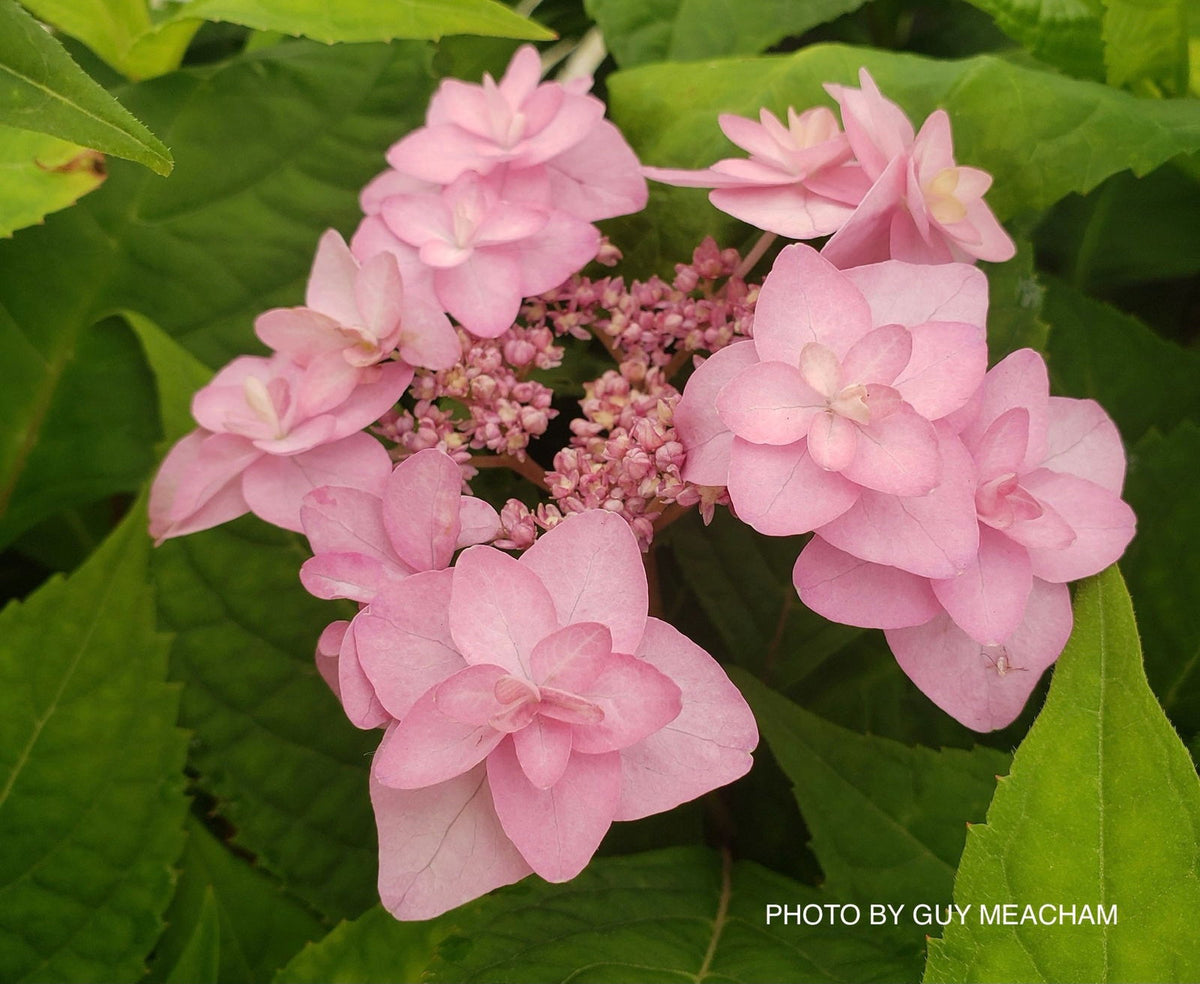 Buy Hydrangea macrophylla 'Jojasaki' Lacecap Bloom Hydrangea — Mr Maple ...