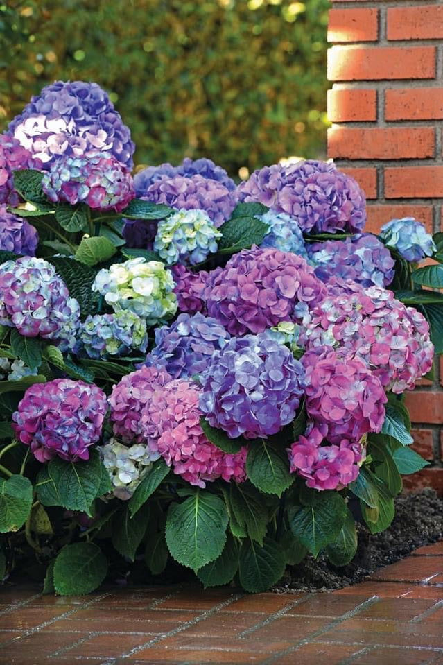 Buy Hydrangea macrophylla 'Lindsey Ann' L.A. Dreamin® Hydrangea ...