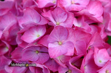 Buy Hydrangea macrophylla 'SAXREB13' LIME LOVEBIRD® Hydrangea — Mr ...