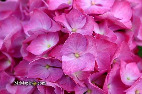 Buy Hydrangea macrophylla 'SAXREB13' LIME LOVEBIRD® Hydrangea — Mr ...