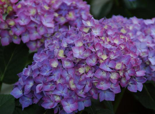 Buy Hydrangea macrophylla 'SAXREB13' LIME LOVEBIRD® Hydrangea — Mr ...