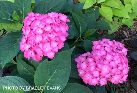 Buy Hydrangea macrophylla 'SAXREB13' LIME LOVEBIRD® Hydrangea — Mr ...