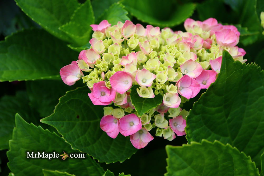 Buy Hydrangea macrophylla 'SAXREB13' LIME LOVEBIRD® Hydrangea — Mr ...