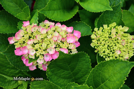 Buy Hydrangea macrophylla 'SAXREB13' LIME LOVEBIRD® Hydrangea — Mr ...