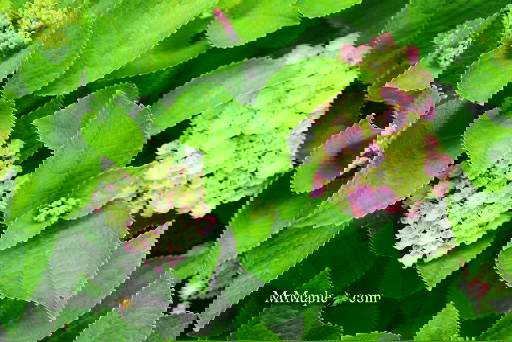 Buy Hydrangea macrophylla 'SAXREB13' LIME LOVEBIRD® Hydrangea — Mr ...