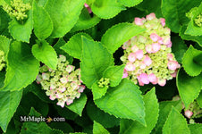 Buy Hydrangea macrophylla 'SAXREB13' LIME LOVEBIRD® Hydrangea — Mr ...