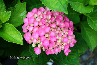Buy Hydrangea macrophylla 'SAXREB13' LIME LOVEBIRD® Hydrangea — Mr ...
