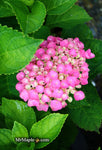 Buy Hydrangea macrophylla 'SAXREB13' LIME LOVEBIRD® Hydrangea — Mr ...