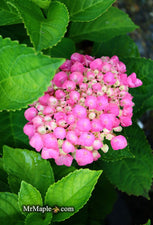 Buy Hydrangea macrophylla 'SAXREB13' LIME LOVEBIRD® Hydrangea — Mr ...