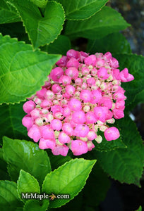 Buy Hydrangea macrophylla 'SAXREB13' LIME LOVEBIRD® Hydrangea — Mr ...