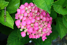 Buy Hydrangea macrophylla 'SAXREB13' LIME LOVEBIRD® Hydrangea — Mr ...