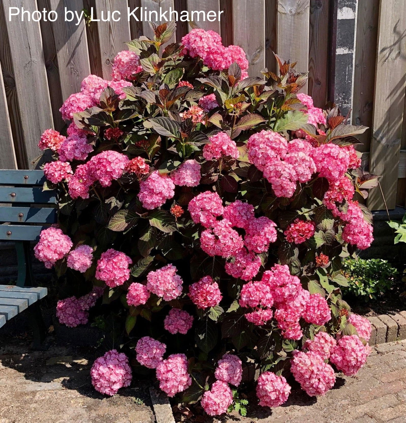 Buy Hydrangea macrophylla 'Miss Saori' Dark Foliage Hydrangea — Mr ...